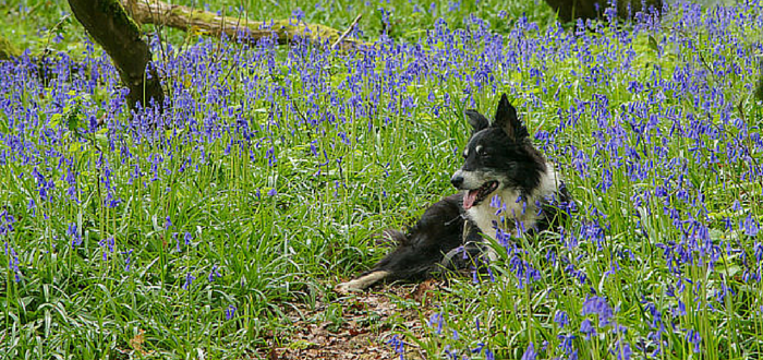 Spring Pet Safety Tips - Good News For Pets