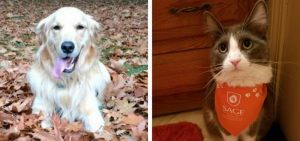 Wackiest Pet Names of 2017 - Goodnewsforpets