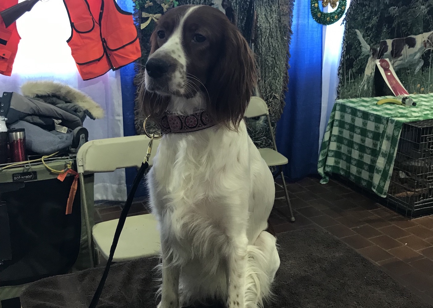 What are some characteristics of the Irish Red and White Setter ...