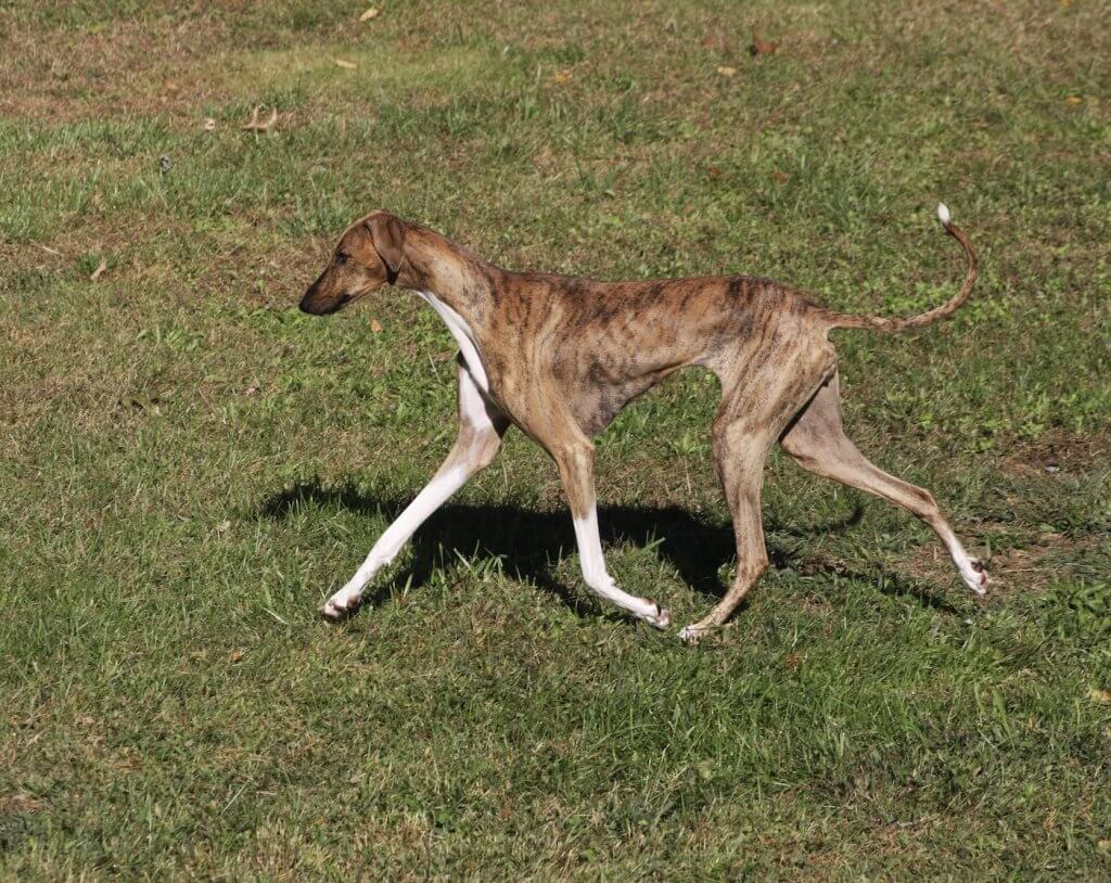 What New Dog Breed Made It's Debut At Westminster This Year ...