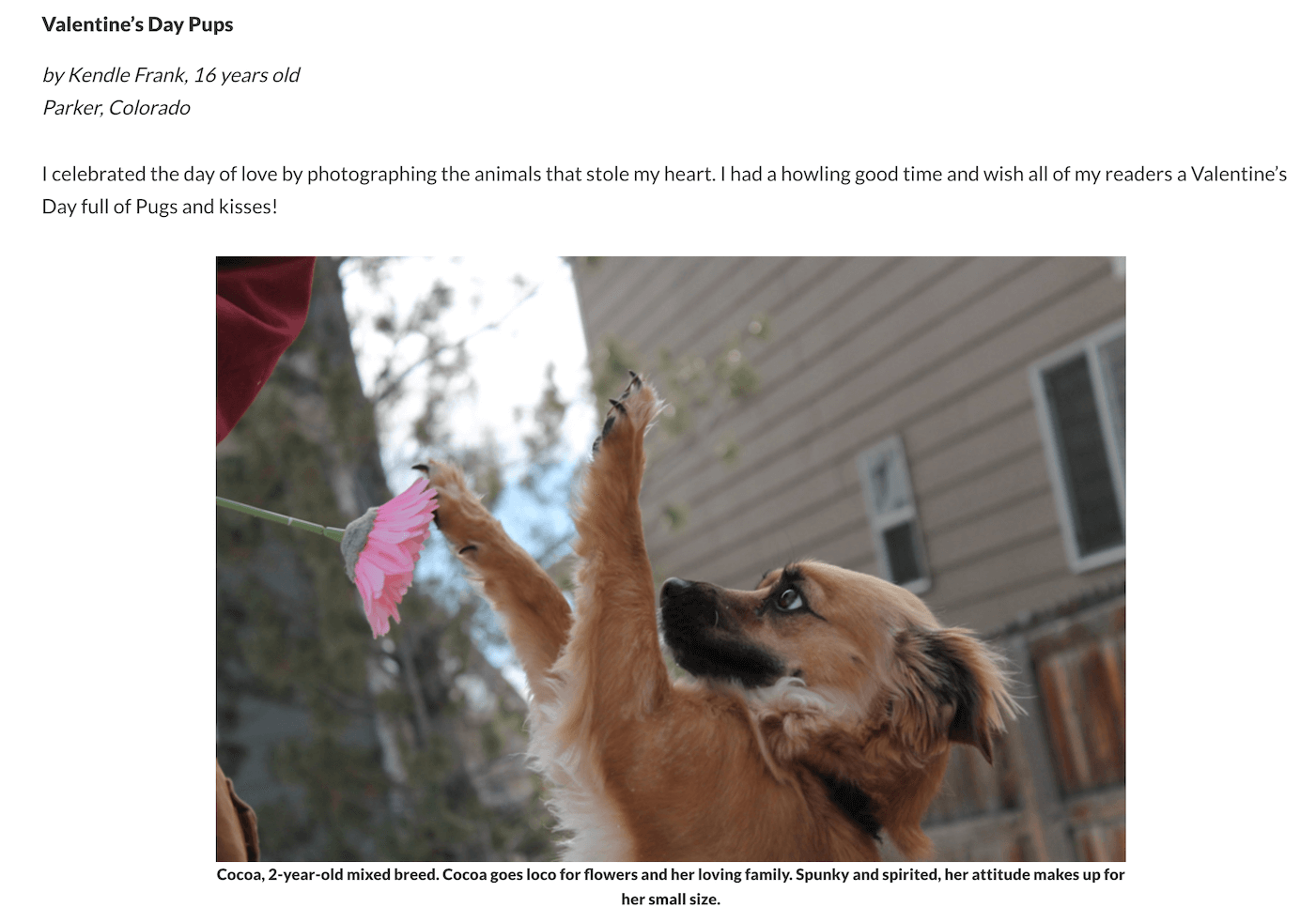 YWOW - DWAA’s Young Writers Program Enters Its Third Year - Goodnewsforpets